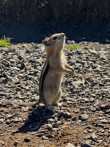 GeoSnapShot | Find photos from Timber Tiger | GeoSnapShot